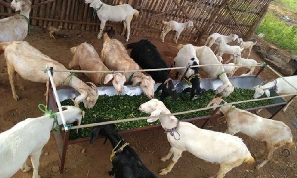 ಮೇಕೆ ಸಾಕಾಣಿಕೆಗೆ 4 ಲಕ್ಷ ರೂ ವರೆಗೆ ಸಾಲ ಸೌಲಭ್ಯ.. 2 ಲಕ್ಷ ರೂ ಗರಿಷ್ಠ ಸಬ್ಸಿಡಿ ...