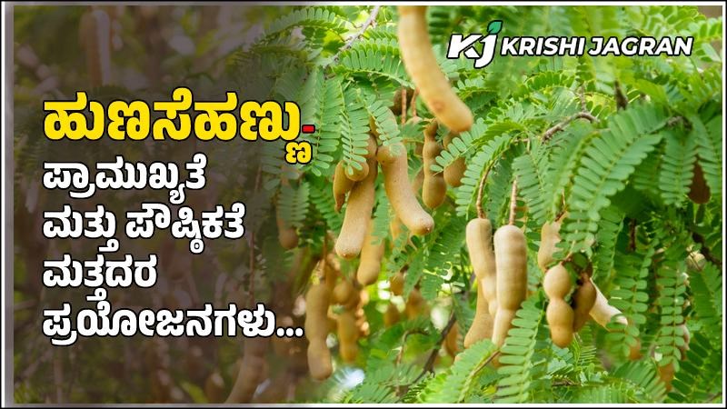 ಹುಣಸೆಹಣ್ಣು- ಪ್ರಾಮುಖ್ಯತೆ ಮತ್ತು ಪೌಷ್ಠಿಕತೆ ಮತ್ತದರ ಪ್ರಯೋಜನಗಳು - Tamarind ...