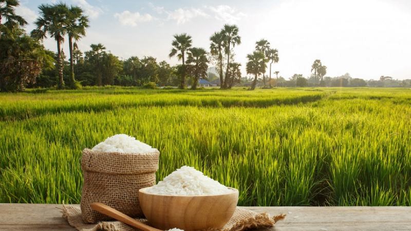 ಅಕ್ಕಿ ಉತ್ಪಾದನೆ ಗರಿಷ್ಠ 70 ಲಕ್ಷ ಟನ್‌ ಕಡಿಮೆ ಸಾಧ್ಯತೆ! - Rice production ...