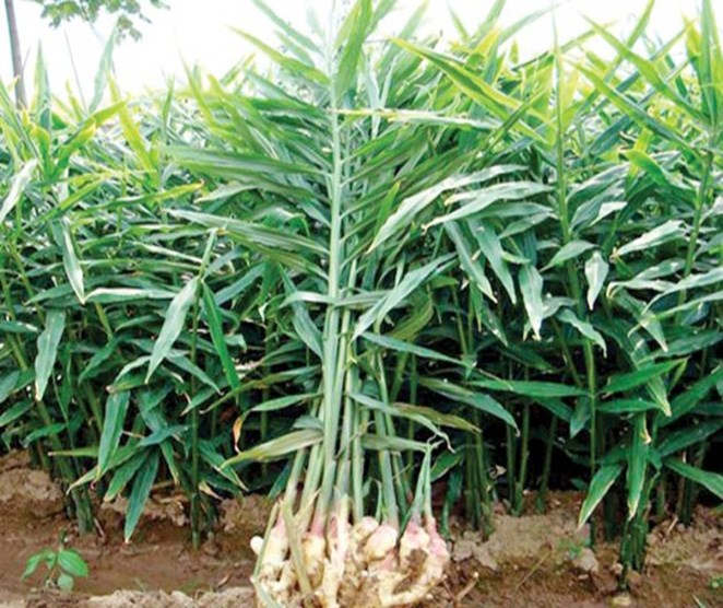 ಶುಂಠಿ ಕೃಷಿ - Ginger cultivation