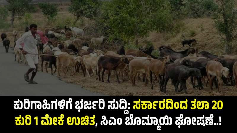 ಭರ್ಜರಿ ಸುದ್ದಿ: ಸರ್ಕಾರದಿಂದ ತಲಾ 20 ಕುರಿ 1 ಮೇಕೆ ಉಚಿತ, ಸಿಎಂ ಬೊಮ್ಮಾಯಿ ಘೋಷಣೆ ...