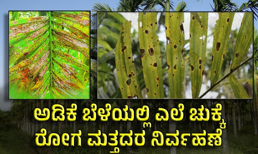 ಅಡಿಕೆ ಬೆಳೆಯಲ್ಲಿ ಎಲೆ ಚುಕ್ಕೆ ರೋಗ ಮತ್ತದರ ನಿರ್ವಹಣೆ - Management of leaf spot disease in areca nut crop