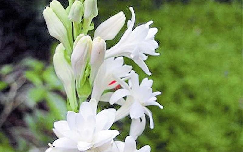 ಸುಗಂಧರಾಜ ಹೂವಿನ ಕೃಷಿಯಲ್ಲಿ ಕೀಟಗಳು; ತಡೆಯುವುದು ಹೇಗೆ ? - Insects in ...