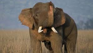 Elephant Task Force: ರಾಜ್ಯದಲ್ಲಿ ಮನುಷ್ಯ- ಕಾಡಾನೆ ಸಂಘರ್ಷ ತಡೆಗೆ ನಾಲ್ಕು ...