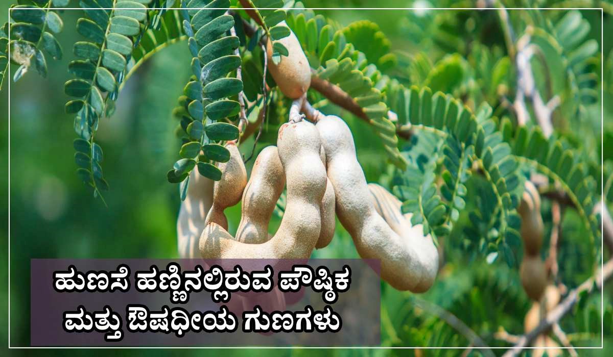 Tamarind : ಹುಣಸೆ ಹಣ್ಣಿನಲ್ಲಿರುವ ಪೌಷ್ಠಿಕ ಮತ್ತು ಔಷಧೀಯ ಗುಣಗಳು - Nutritional ...