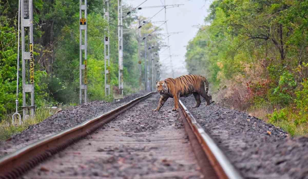 ಹುಲಿ ಸಂರಕ್ಷಿತ ಪ್ರದೇಶದಿಂದ ರೈಲು ಹಳಿ ಸ್ಥಳಾಂತರ: ವನ್ಯಜೀವಿ ರಕ್ಷಣೆಗೆ ಆದ್ಯತೆ - Shifting of railway track ...