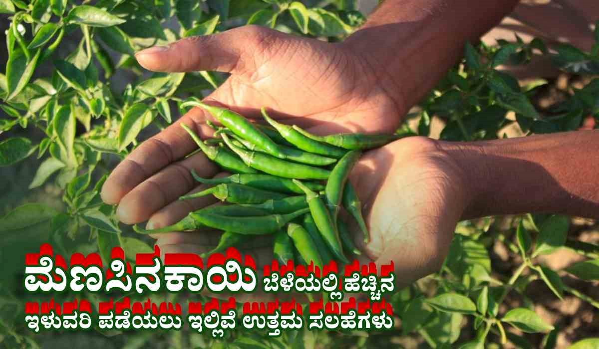 ಮೆಣಸಿನಕಾಯಿ ಬೆಳೆಯಲ್ಲಿ ಹೆಚ್ಚಿನ ಇಳುವರಿ ಪಡೆಯಲು ಇಲ್ಲಿವೆ ಉತ್ತಮ ಸಲಹೆಗಳು - Here ...