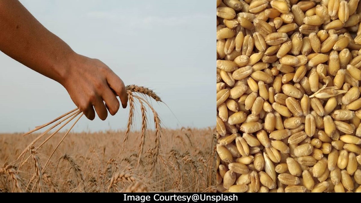 ಗೋಧಿ ಸಂಗ್ರಹದಲ್ಲಿ ದಾಖಲೆ..ಅತಿ ಹೆಚ್ಚು ಕೊಡುಗೆ ನೀಡಿದ ಟಾಪ್‌ 3 ರಾಜ್ಯಗಳು ಯಾವುವು ...