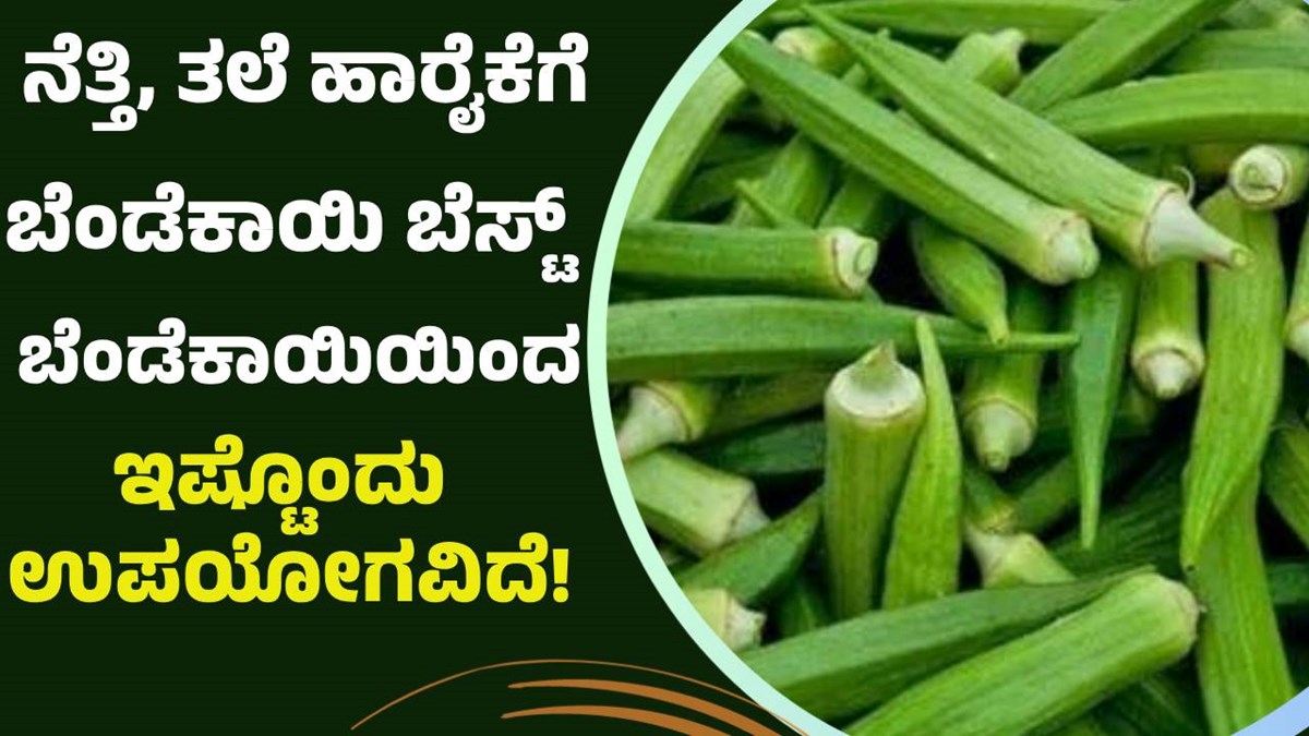 Lady Finger Vegetable ನೆತ್ತಿ, ತಲೆ ಹಾರೈಕೆಗೆ ಬೆಂಡೆಕಾಯಿ ಬೆಸ್ಟ್‌! - Lady ...
