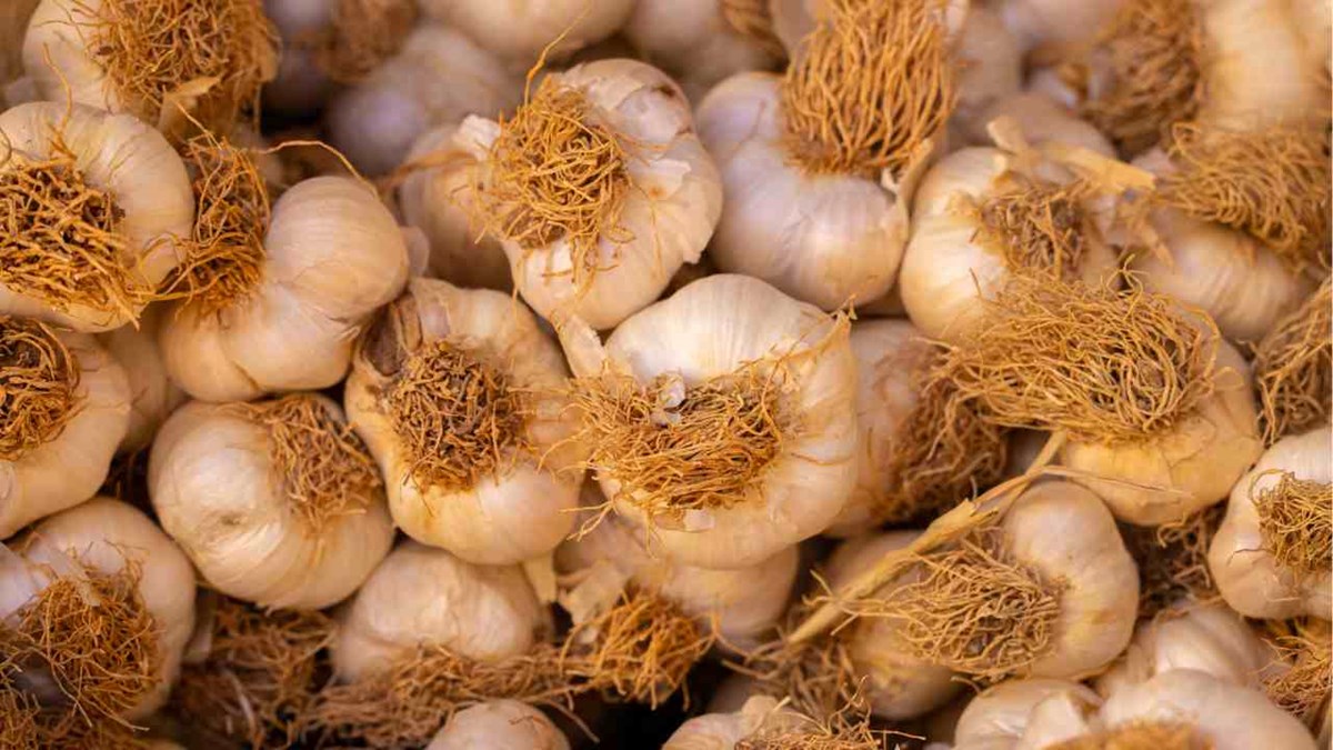 Production of Garlic : ದೇಶದ ಎಲ್ಲ ಹವಾಮಾನಕ್ಕೂ ಒಗ್ಗುವ ಸೂಕ್ತ ಬೆಳ್ಳುಳ್ಳಿ ತಳಿ ...