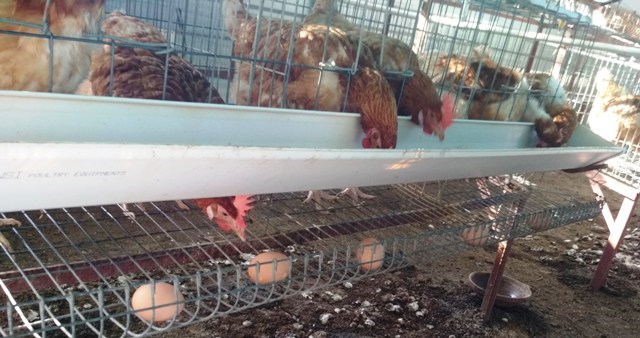 ಕೃಷಿ ಜೊತೆಗೆ ಕೋಳಿ ಸಾಕಾಣಿಕೆ ಮಾಡಿ ಯಶಸ್ವಿ ರೈತನಾದ ಲಕ್ಷಿಕಾಂತ ಹಿಬಾರೆ - BV-380 ...