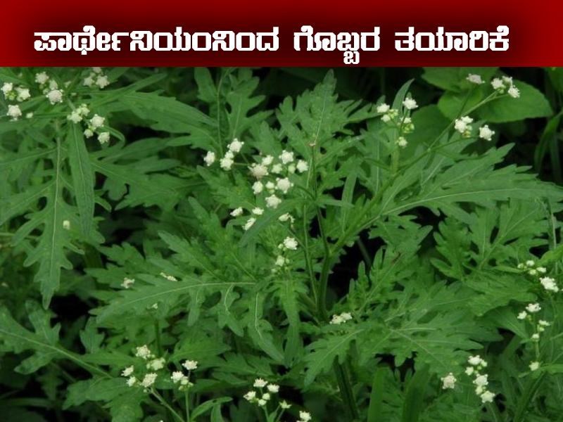 ಕಾಂಗ್ರೆಸ್ ಹುಲ್ಲಿನಿಂದ ಗೊಬ್ಬರ ತಯಾರಿಕೆ- ಇಲ್ಲಿದೆ ಸಂಪೂರ್ಣ ಮಾಹಿತಿ ...