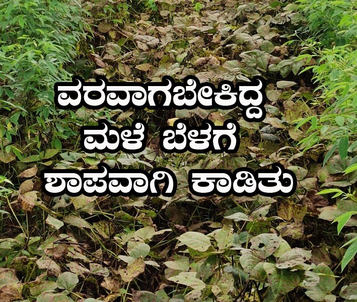 ಅತೀ ಮಳೆಯಿಂದ ಹೆಸರು ಬೆಳೆದ ರೈತರ ಬದುಕು ದುಸ್ತರವಾಯಿತು - Heavy rain effect on ...