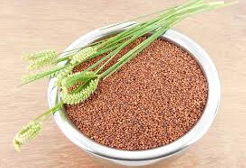 ಬೆಂಬಲ ಬೆಲೆ ಯೋಜನೆಯಡಿಯಲ್ಲಿ ರಾಗಿ ಖರೀದಿ ಆರಂಭ - Establishment of Ragi ...