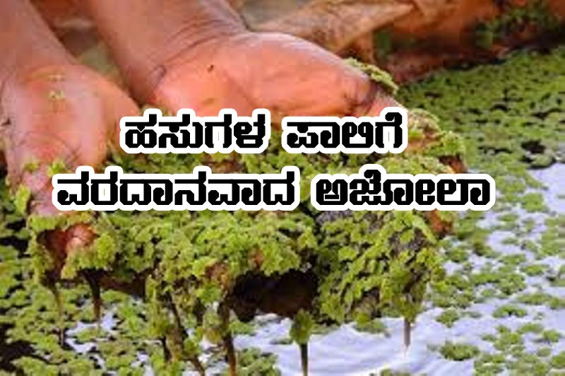 ಅಜೋಲಾ ಅರಿತು ಬೆಳೆದರೆ ಪಶುಗಳಿಗೆ ಪೌಷ್ಠಿಕ ಆಹಾರದೊಂದಿಗೆ ಇಳುವರಿಯೂ ಹೆಚ್ಚಿಸುತ್ತದೆ ...