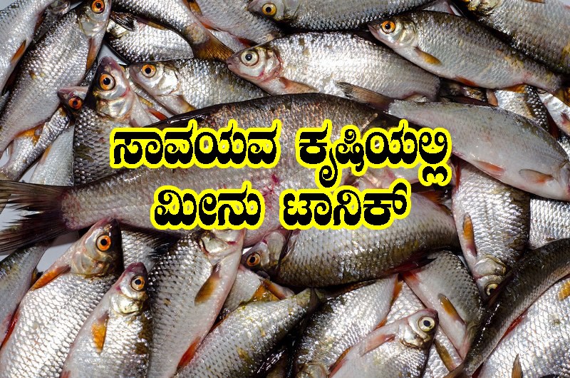 ಮೀನು ಟಾನಿಕ್ ಉತ್ತಮ ಪೌಷ್ಠಿಕಾಂಶ ನೀಡುವ ಗೊಬ್ಬರ - fish tonic useful for crop
