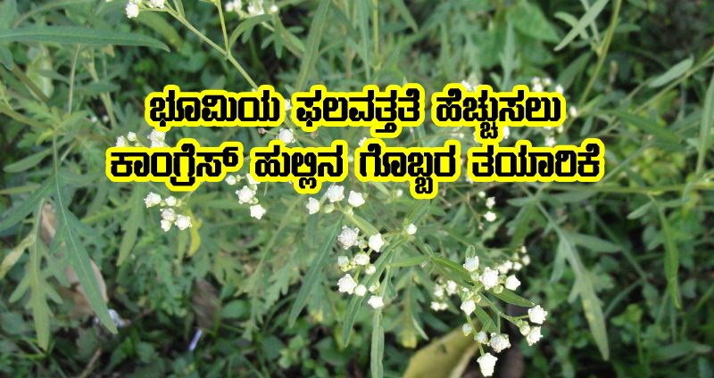 ಕಾಂಗ್ರೆಸ್ ಹುಲ್ಲಿನಿಂದ ಗೊಬ್ಬರ ತಯಾರಿಸುವುದು ನಿಮಗೆ ಗೊತ್ತೆ? ಈ ಕೆಳಗಿನ ಮಾಹಿತಿ ...