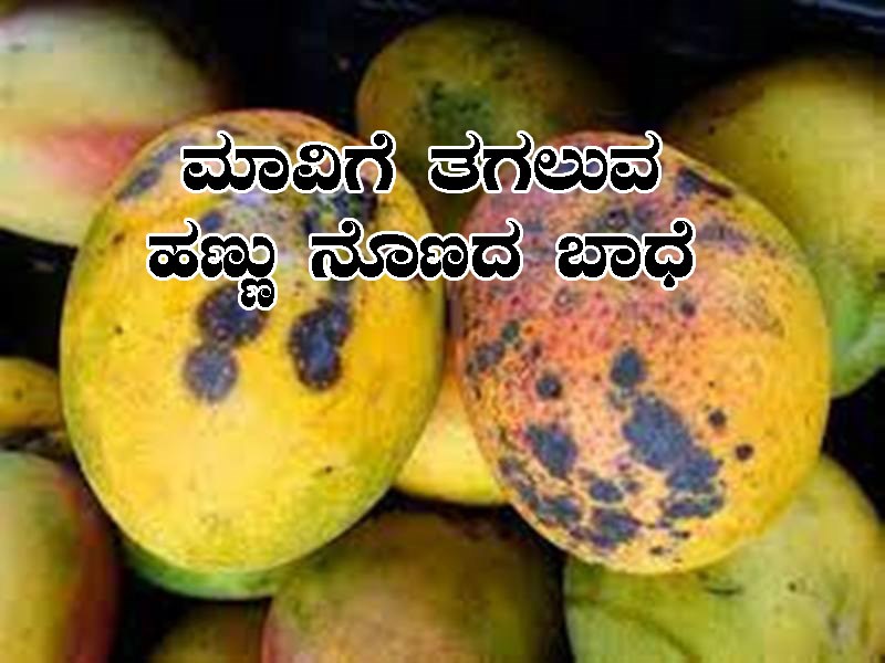 ಮಾವಿಗೆ ತಗಲುವ ಹಣ್ಣು ನೊಣದ ಬಾಧೆ ನಿರ್ವಹಣೆ - Mango Fruit fly infestation