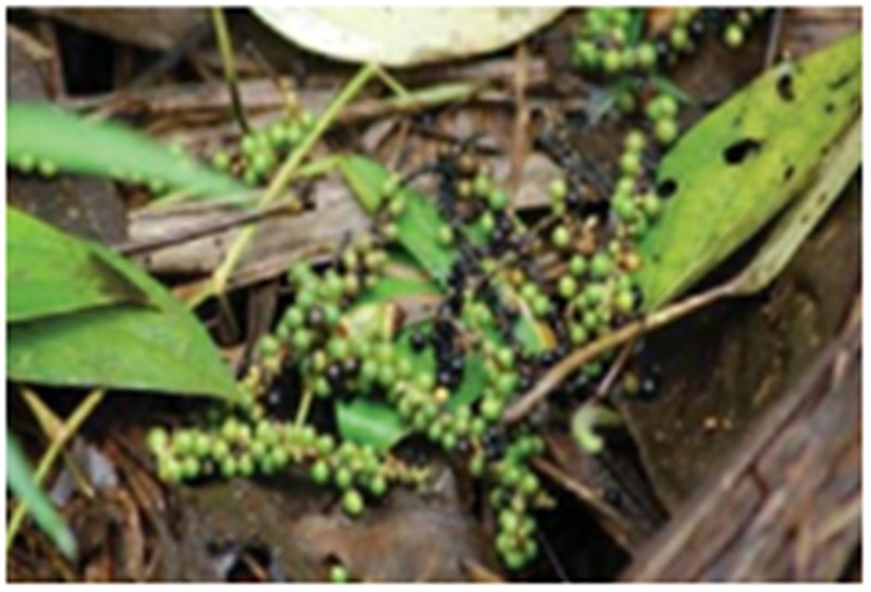 ಕಾಳುಮೆಣಸಿನಲ್ಲಿ ಬರುವ ರೋಗಗಳು ಮತ್ತು ಸಮಗ್ರ ನಿರ್ವಹಣೆ - Diseases in black ...