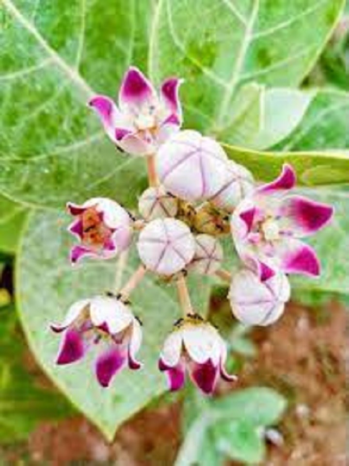 ಆಕ ಗಿಡದ ಪ್ರಯೋಜನೆಗಳು! ತಿಳಿಯಲು ಪೂರ್ತಿಯಾಗಿ ಓದಿ ! - Importance Of Aak Tree