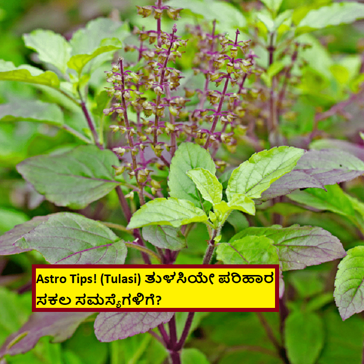 Astro Tips! (Tulasi) ತುಳಸಿಯೇ ಪರಿಹಾರ ಸಕಲ ಸಮಸ್ಯೆಗಳಿಗೆ? - Astro Tips! Uses ...