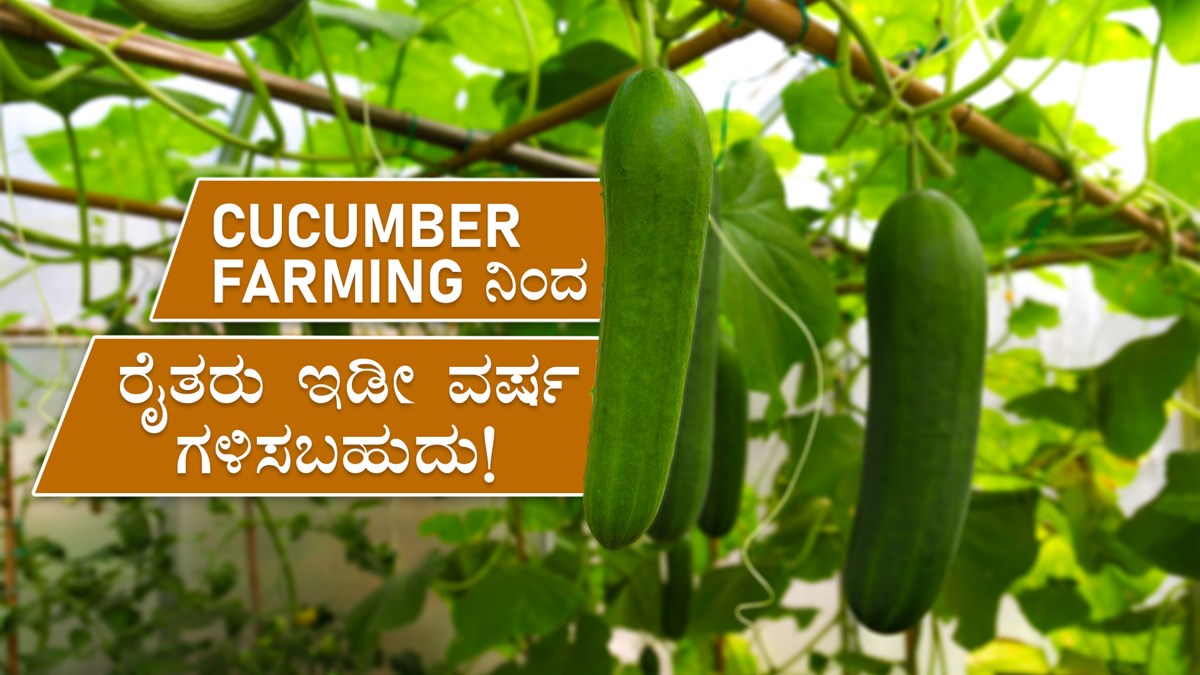 Cucumber Farming ನಿಂದ ರೈತರು ಇಡೀ ವರ್ಷ ಗಳಿಸಬಹುದು!! - Cucumber Farming is ...