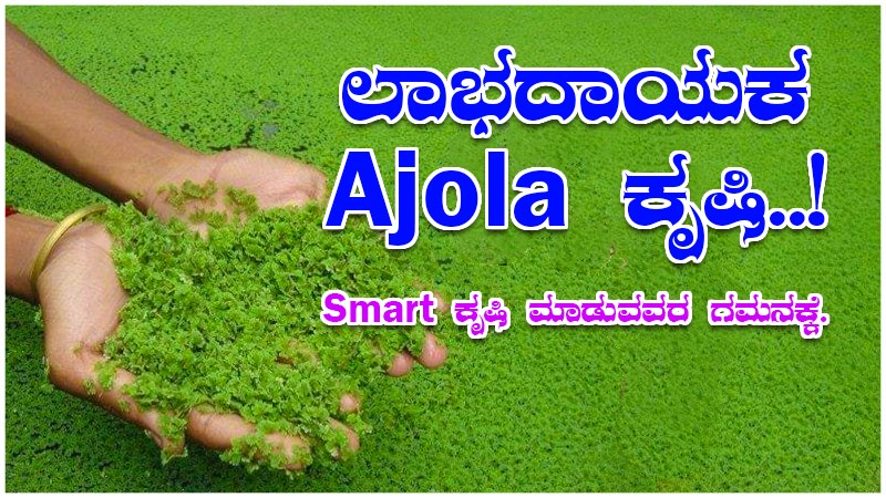 ಲಾಭದಾಯಕ Ajola ಕೃಷಿ..! Smart ಕೃಷಿ ಮಾಡುವವರ ಗಮನಕ್ಕೆ. - Profitable Ajola ...
