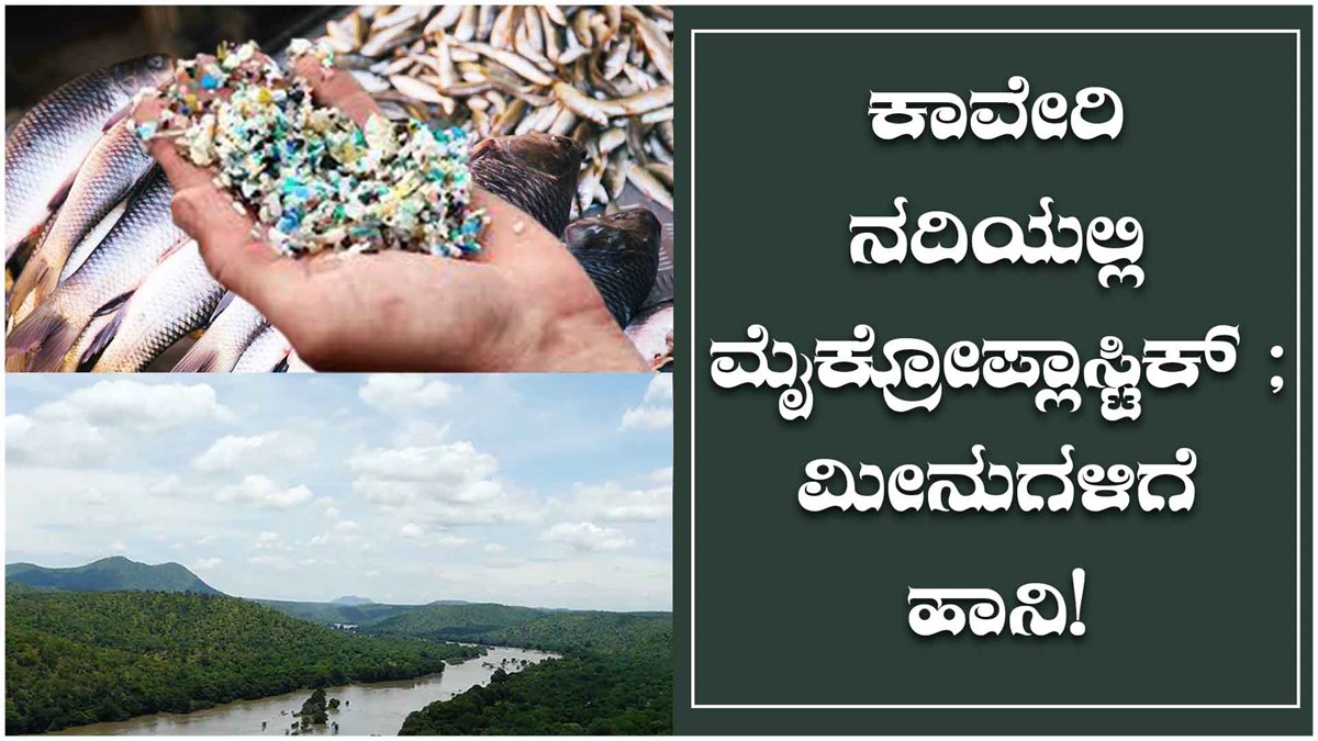 ಕಾವೇರಿ ನದಿಯಲ್ಲಿ ಮೈಕ್ರೋಪ್ಲಾಸ್ಟಿಕ್ ಪತ್ತೆ ; ಮೀನುಗಳಿಗೆ ಹಾನಿ! - Microplastic ...