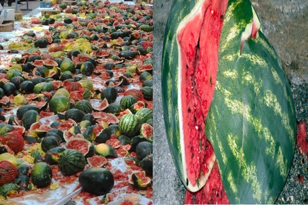 Breaking: ಬರೋಬ್ಬರಿ 58 ಟನ್ ಕಲ್ಲಂಗಡಿ ನಾಶ..! ಯಾಕೆ ಗೊತ್ತಾ? - 58 tonnes of ...