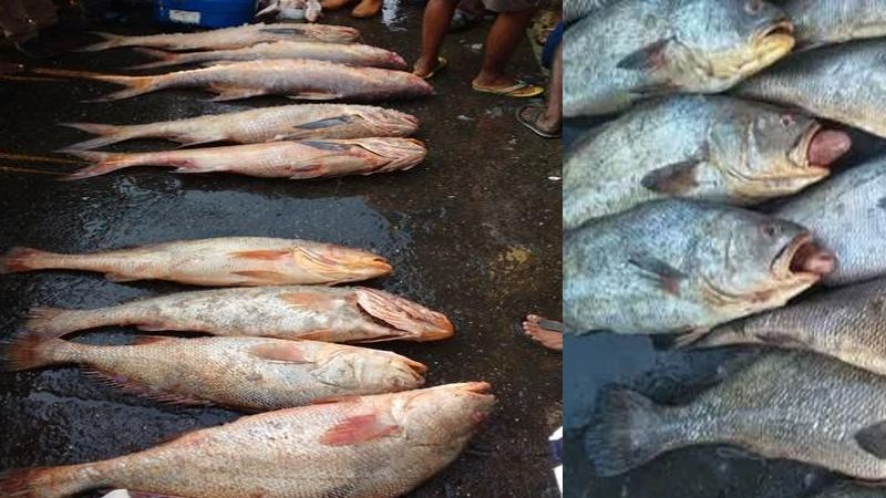 ಈ ಮೀನು ಸಿಕ್ಕರೆ ನೀವು ಕೋಟ್ಯಾಧಿಪತಿಯಾಗೋದು ಫಿಕ್ಸ್..‌! ಸಮುದ್ರ ಚಿನ್ನ Ghol Fish ...