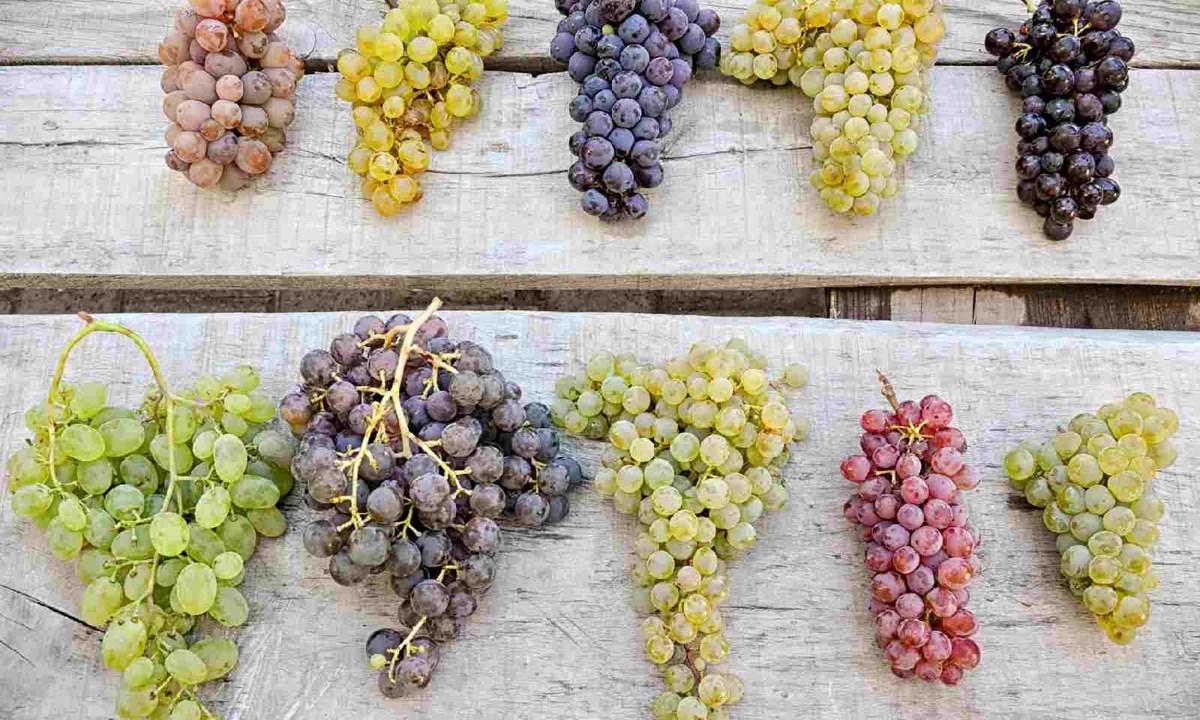 ಅತಿ ಹೆಚ್ಚು ಇಳುವರಿ ನೀಡುವ ದ್ರಾಕ್ಷಿ ತಳಿಗಳು ಯಾವುವು ಗೊತ್ತಾ..? - What is the ...